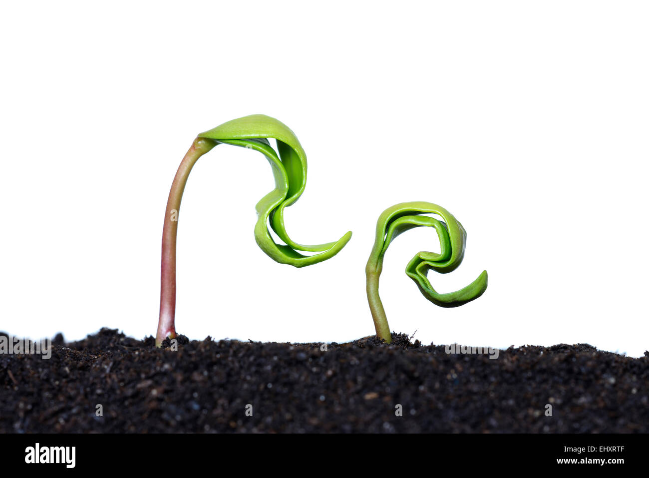 Maple tree seedling hi-res stock photography and images - Alamy