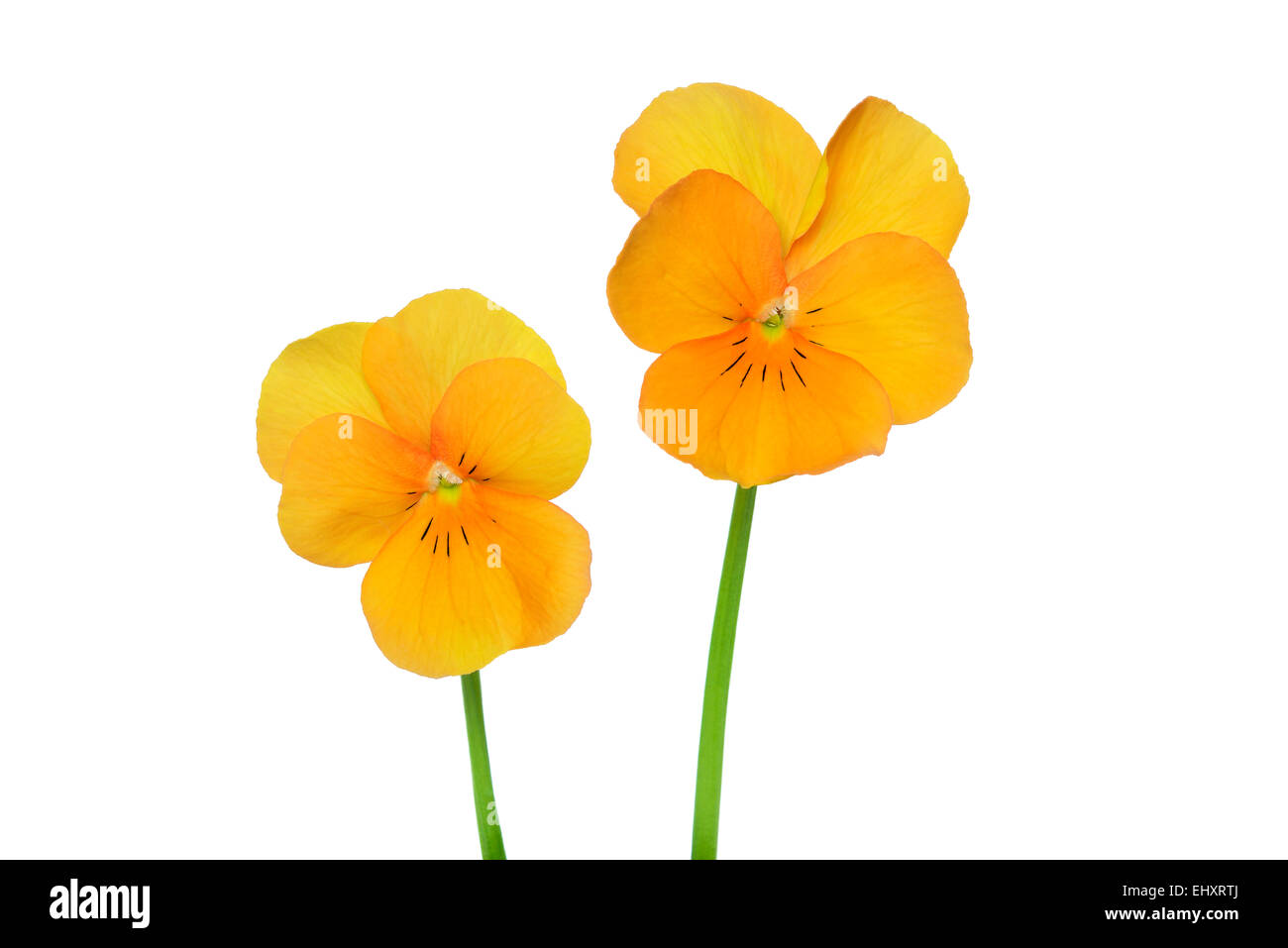 Two yellow orange violets in front of white background Stock Photo - Alamy