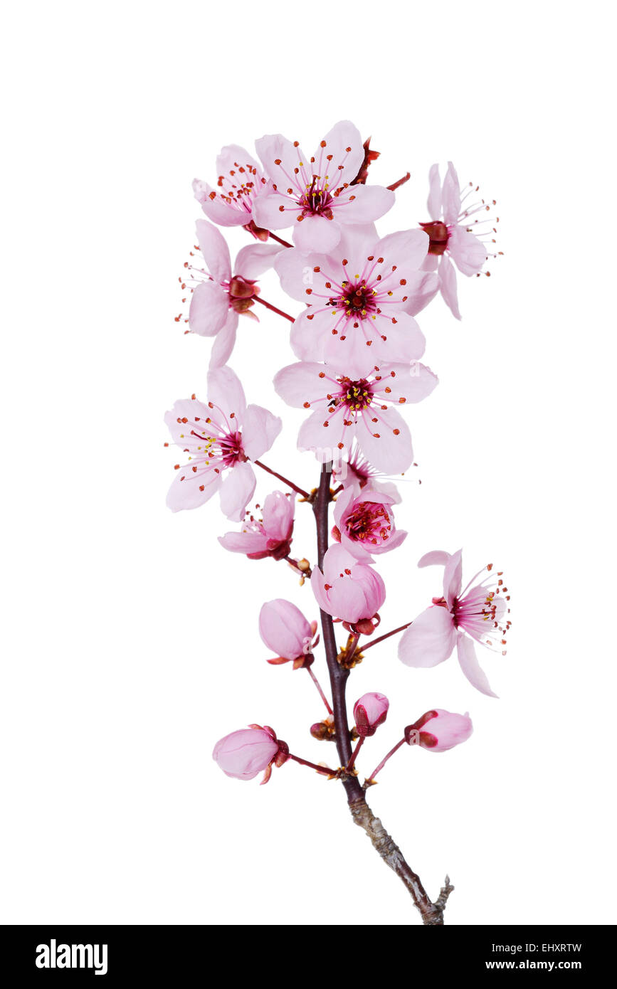 Pink blossom in front Cut Out Stock Images & Pictures - Alamy