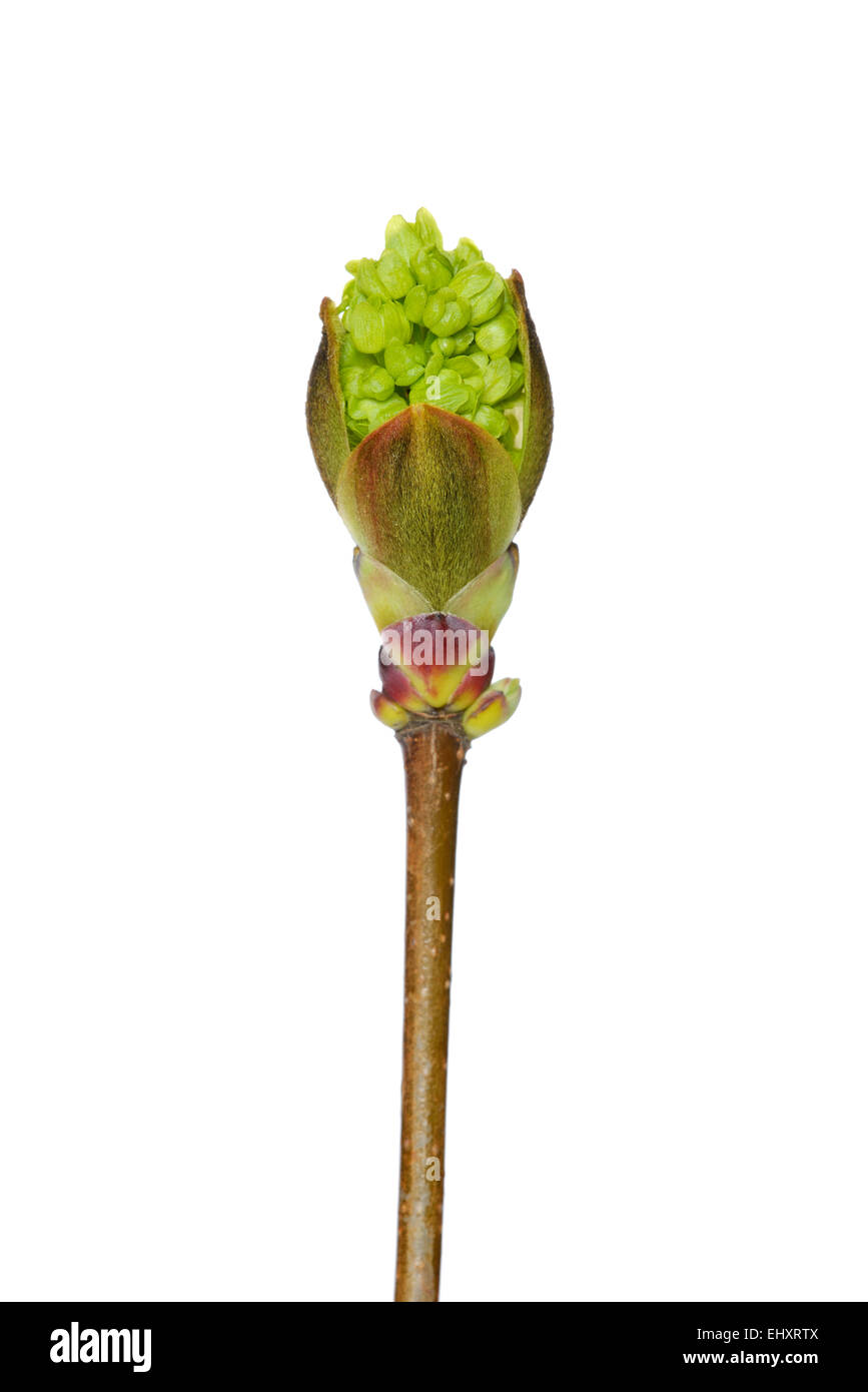Bud of maple tree in front of white background Stock Photo - Alamy
