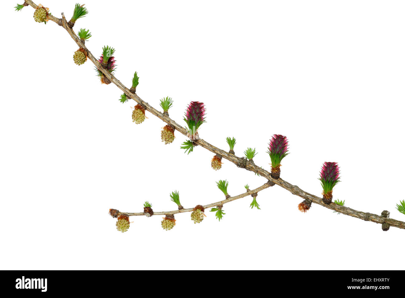 Blossoming twig of European larch in front of white background Stock ...