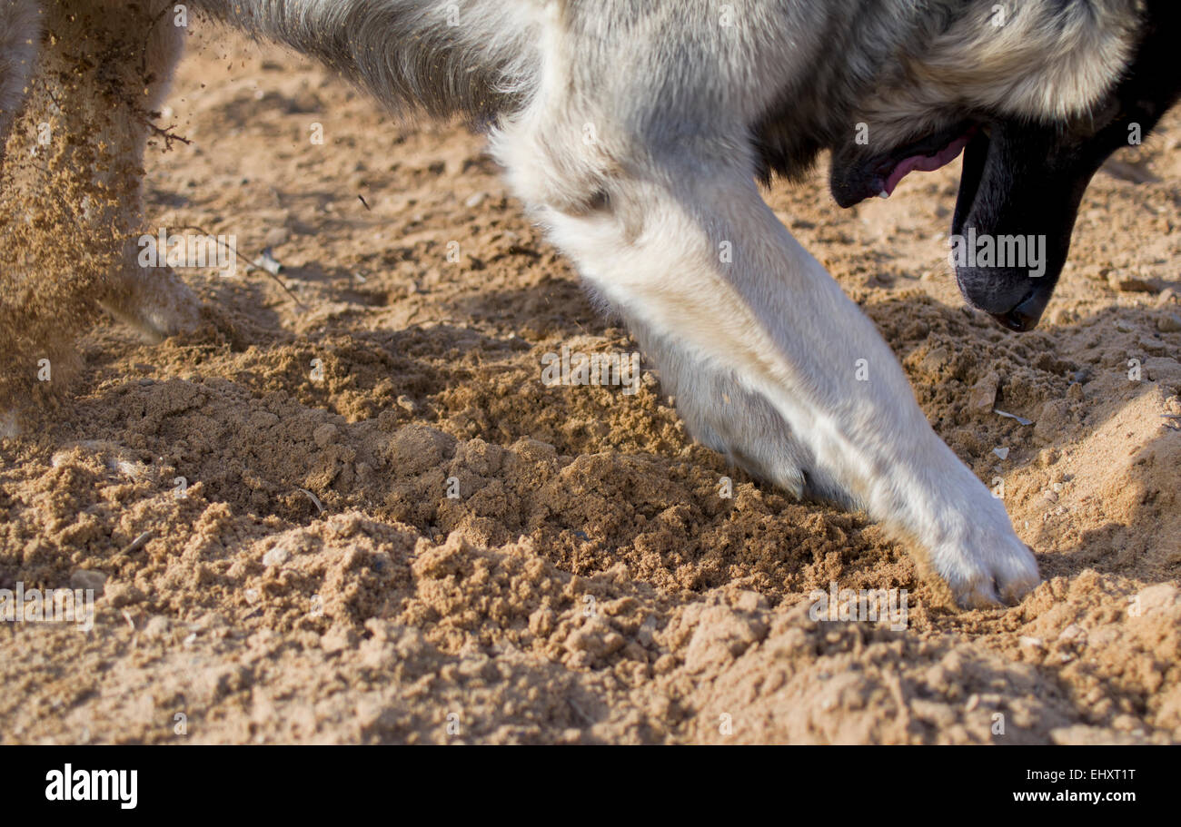 Police search light hi-res stock photography and images - Alamy