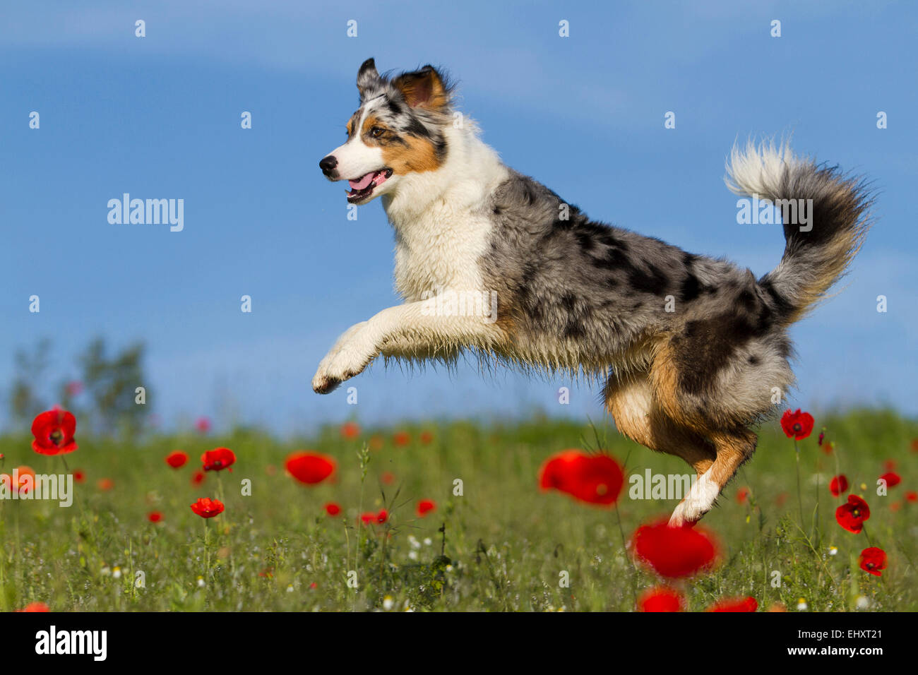 Australian Shepherd blue merle Adult dog leaping meadow flowering ...