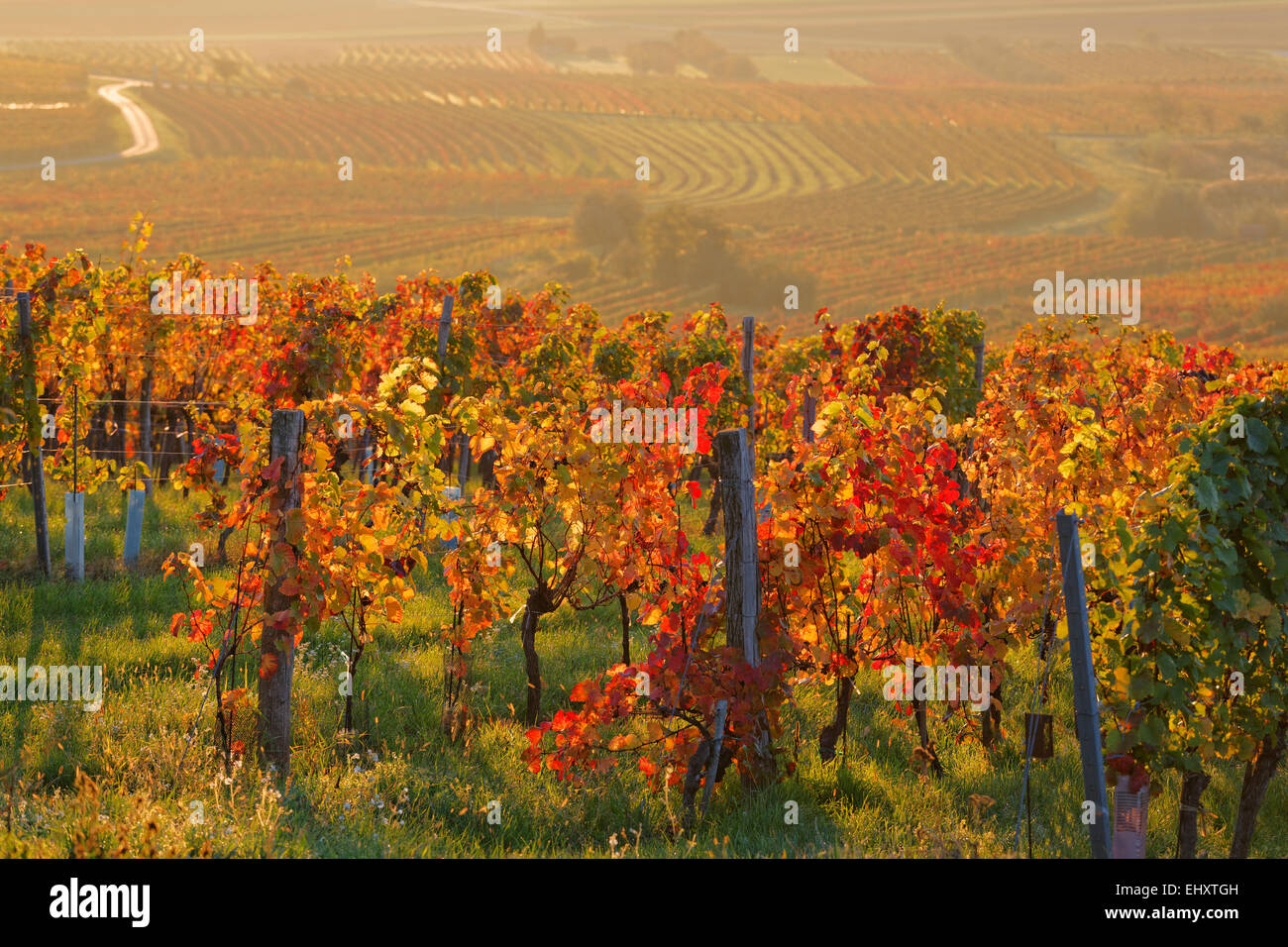 Burgenland vineyards hi-res stock photography and images - Alamy