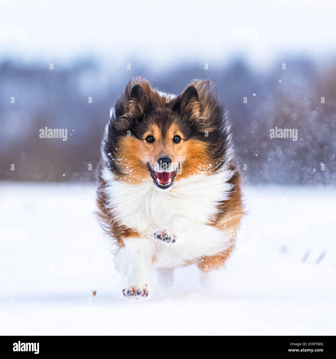 Shetland sheepdog running in snow hi-res stock photography and images ...