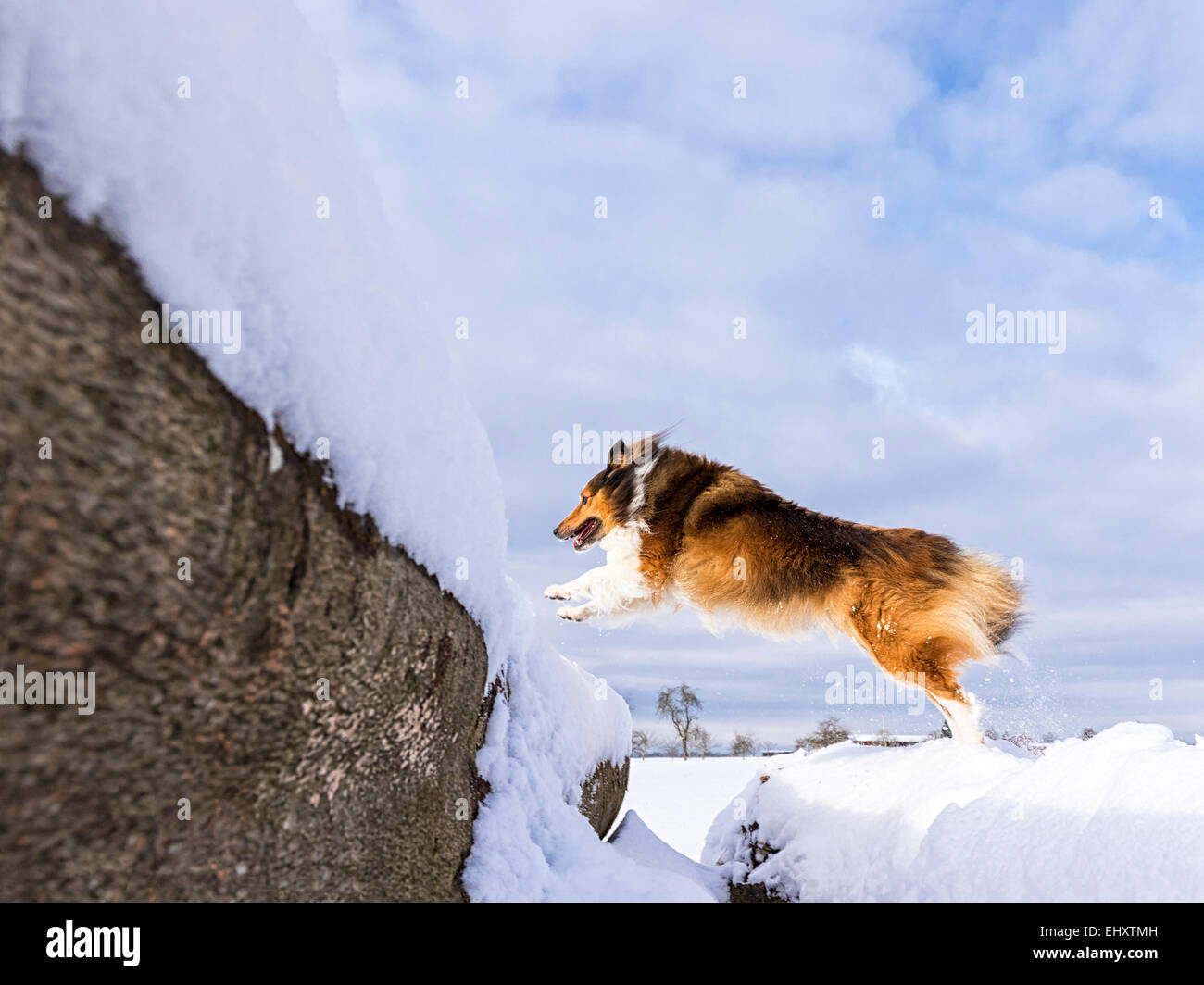 Dynamic tree hi-res stock photography and images - Alamy