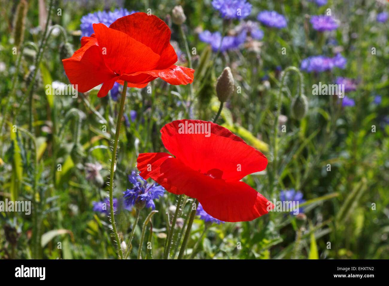 Poppies on summer meadow hi-res stock photography and images - Alamy
