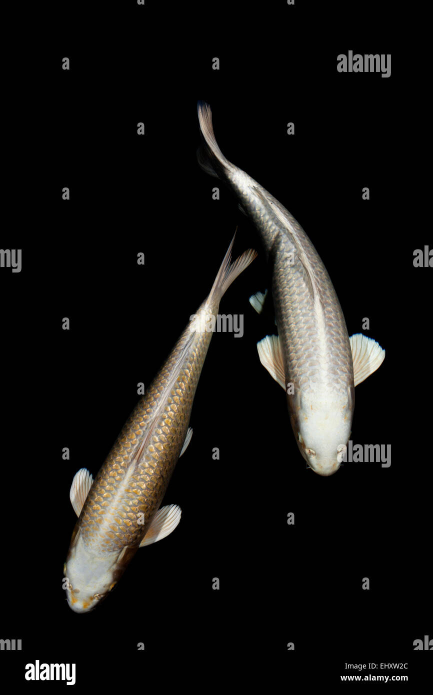 Two koi swimming hi-res stock photography and images - Alamy