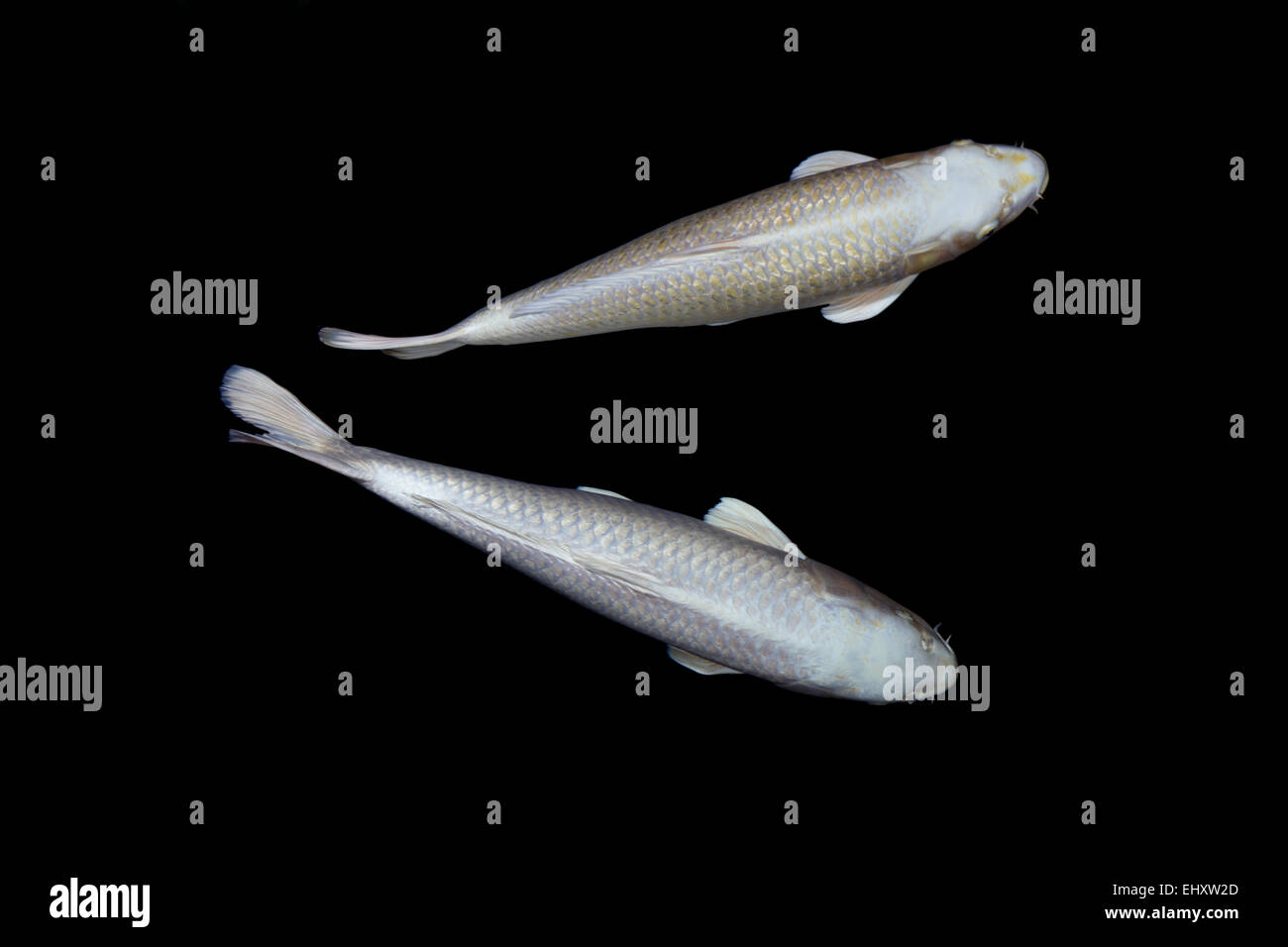 Two koi swimming hi-res stock photography and images - Alamy