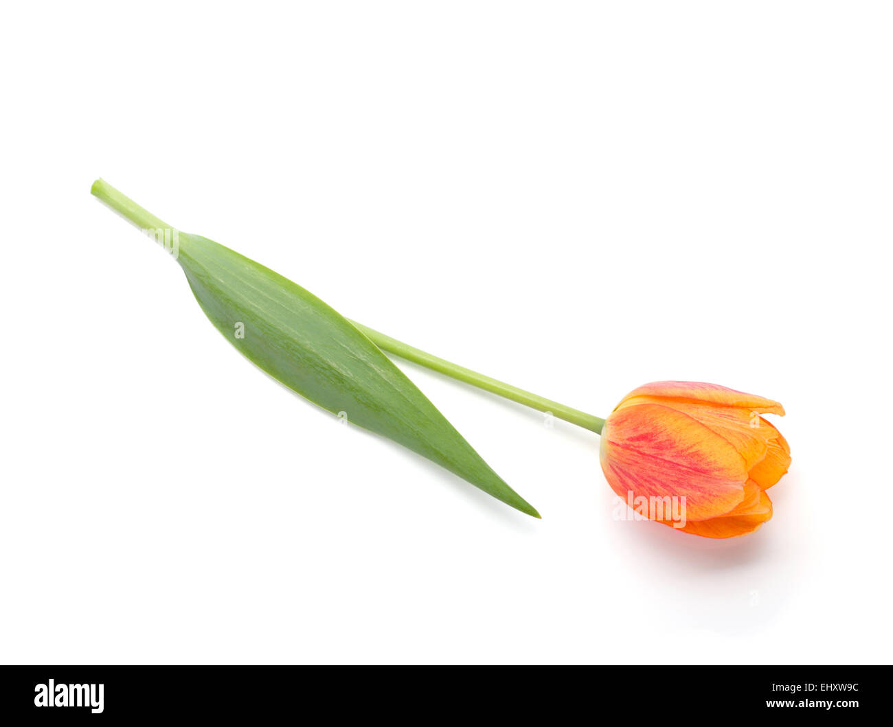 Lying orange tulip. View from above. Isolated on white background Stock ...