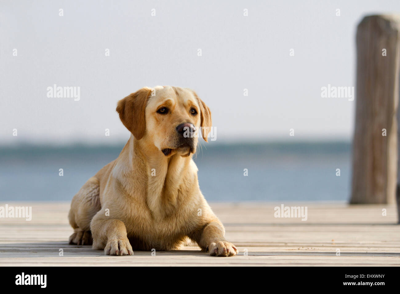 Labrador Retriever Adult dog lying jetty Germany Stock Photo - Alamy