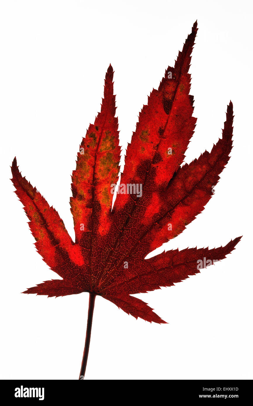 Japanese maple / Smooth Japanese maple (Acer palmatum) close up of leaf ...