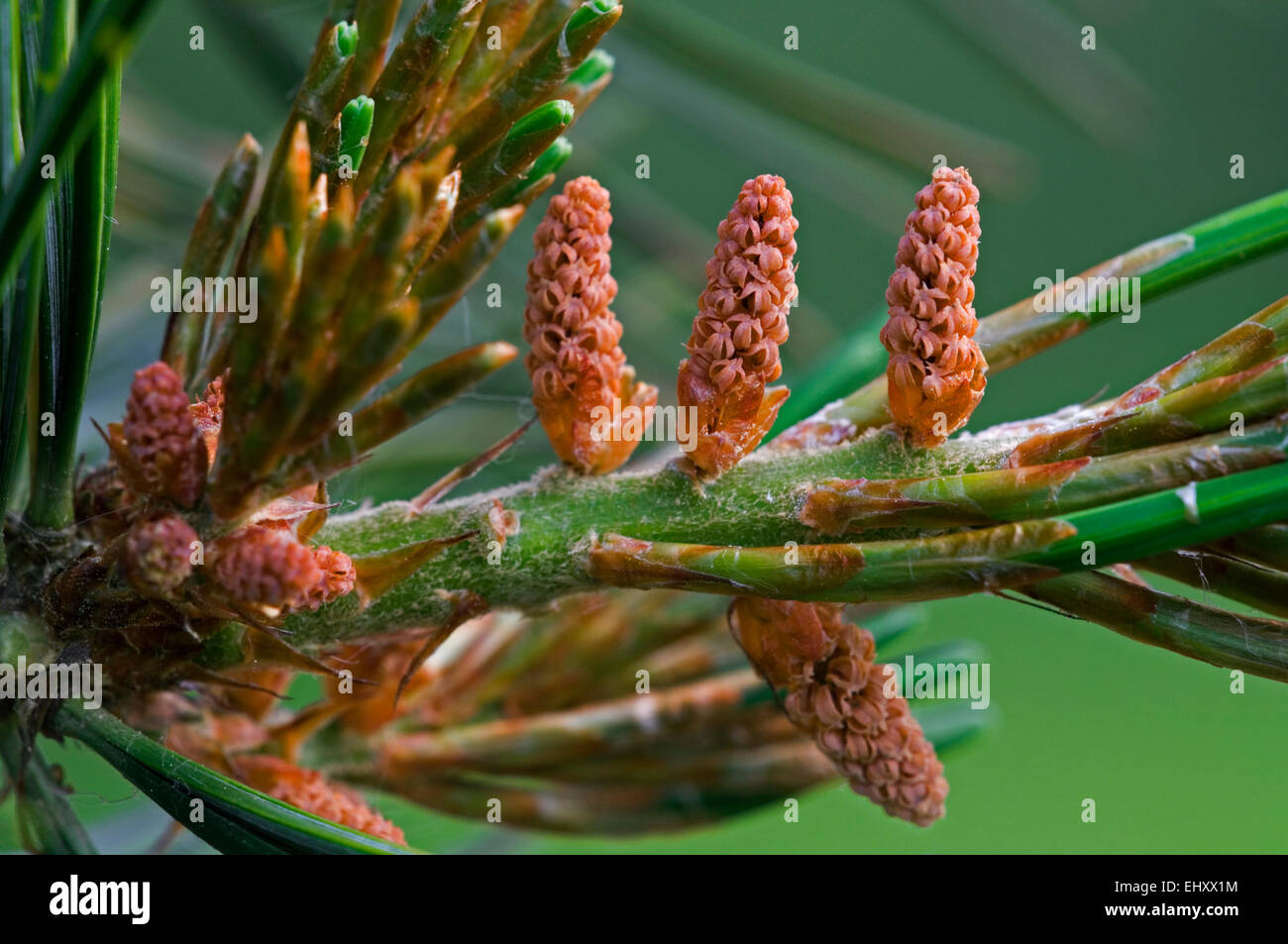 Japanese white pine / Japanese five-needle pine (Pinus parviflora ...
