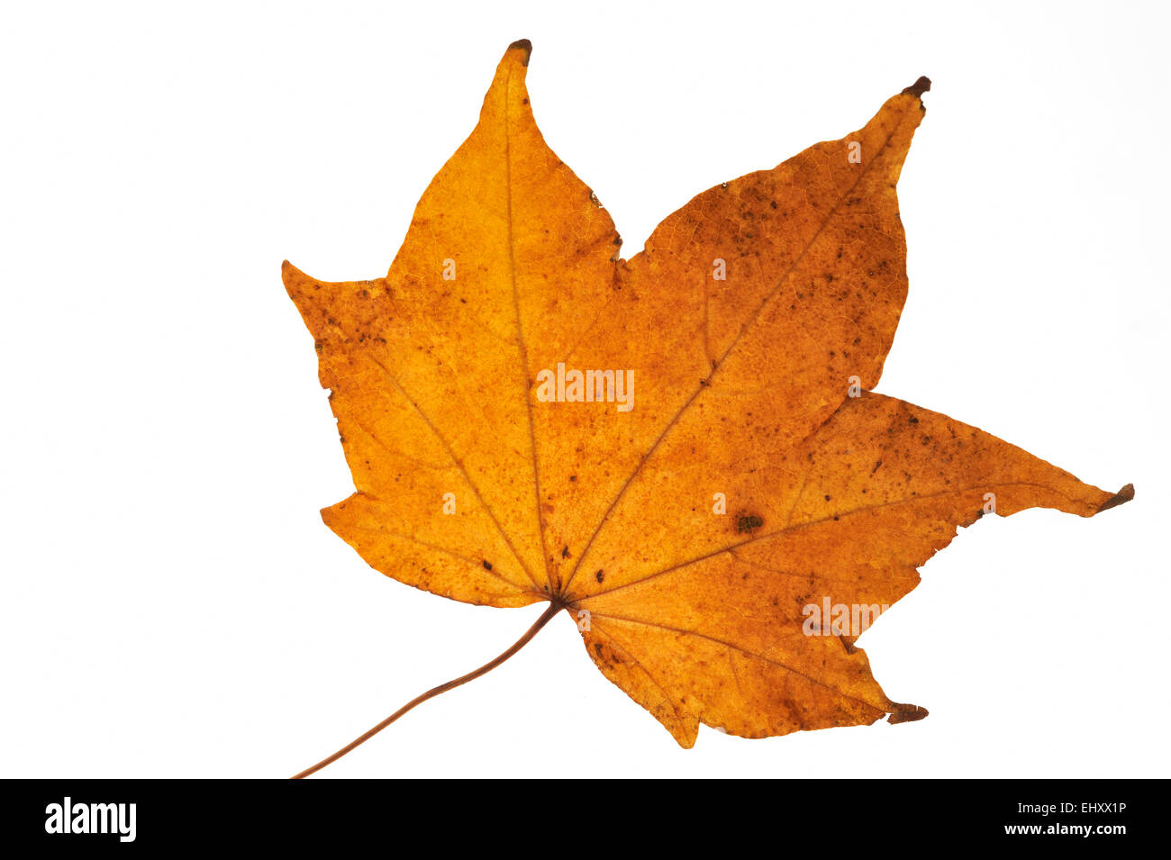 Painted maple / Mono maple (Acer mono / Acer truncatum) autumn leaf ...