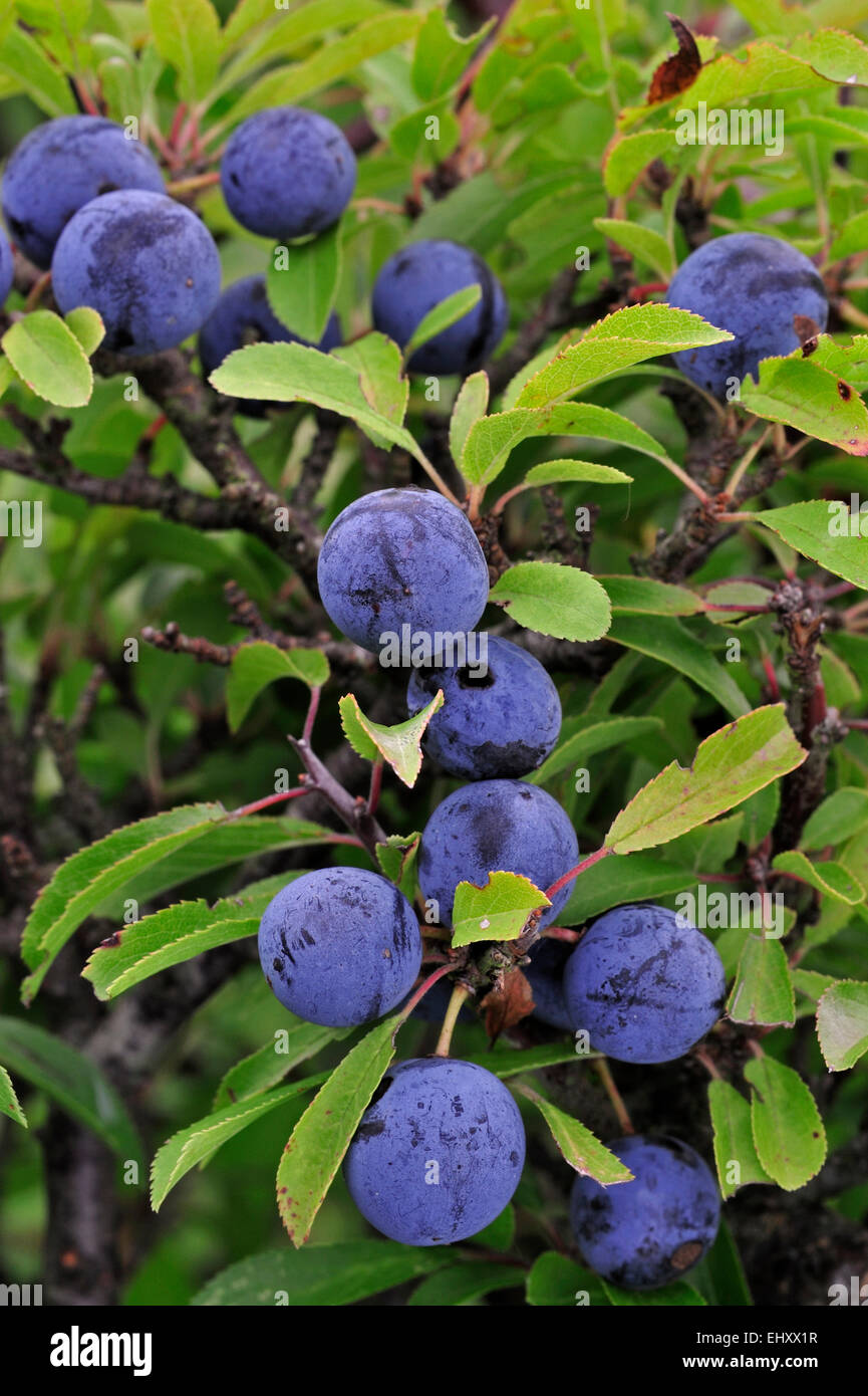 Blackthorn / Sloe (Prunus spinosa) close up of branch carrying blue ...
