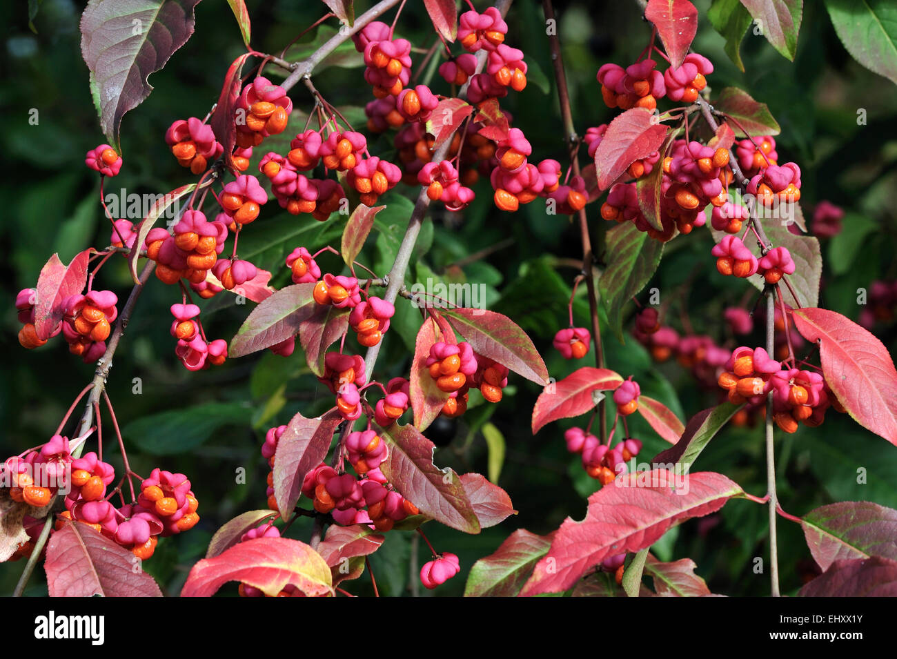 European spindle / common spindle (Euonymus europaeus) in autumn ...