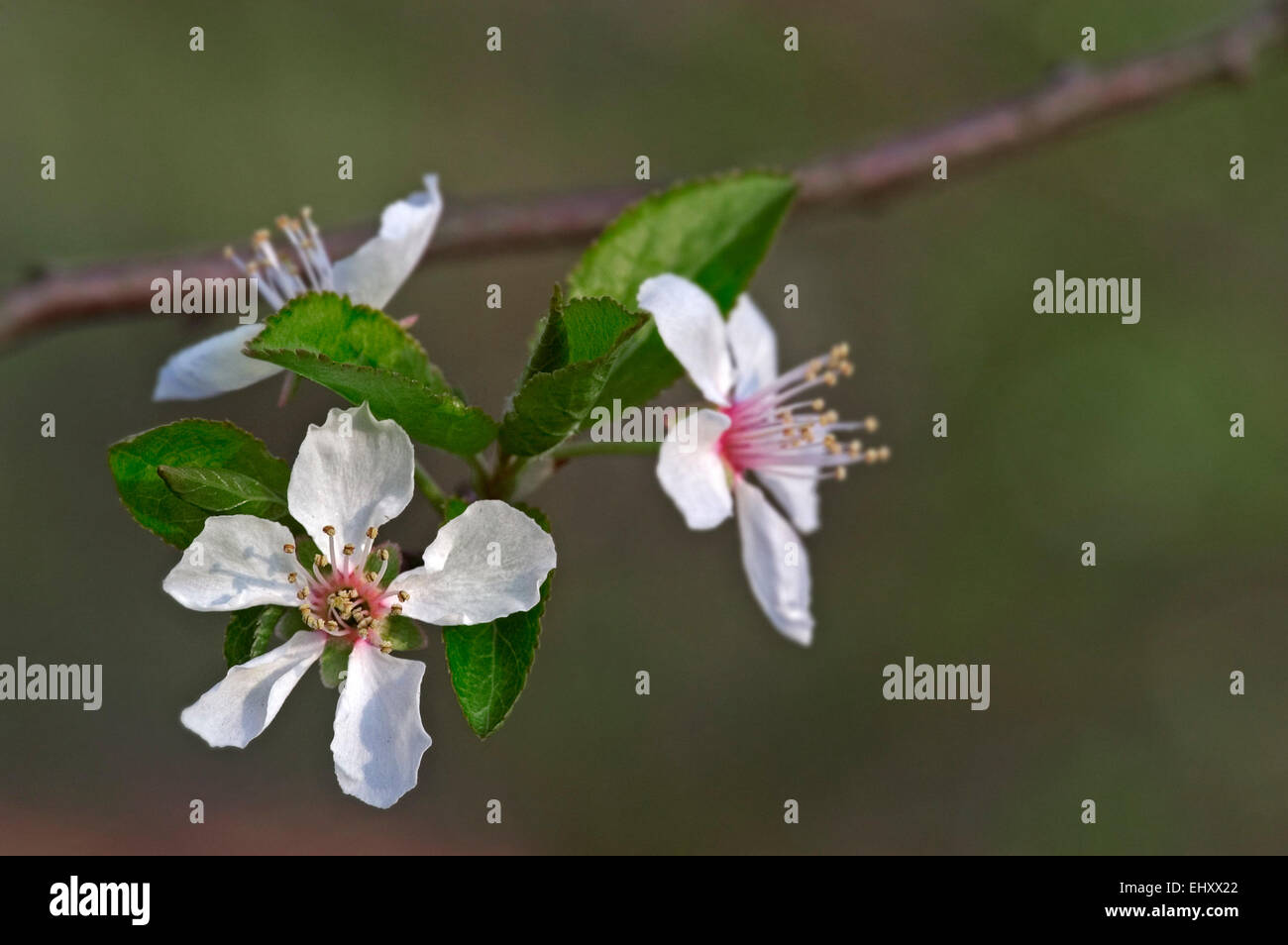 Bird cherry prunus avium in spring hi-res stock photography and images ...