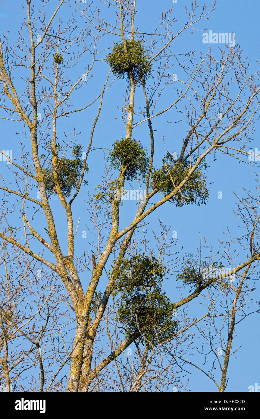 European mistletoe / common mistletoe (Viscum album), hemiparasite ...