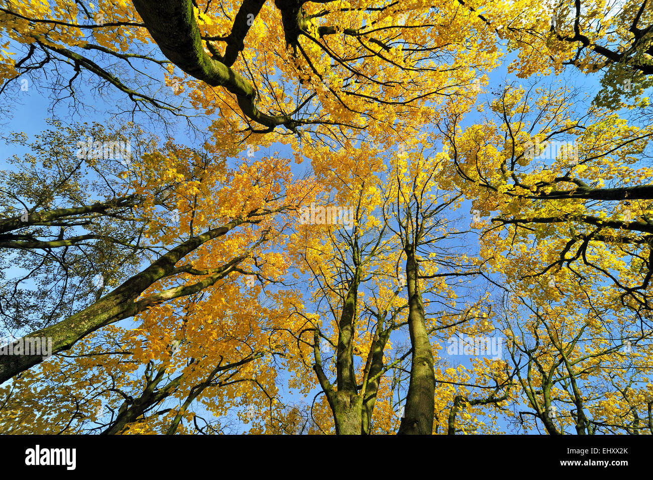 Fall foliage of Norway maple trees (Acer platanoides) in yellow autumn ...