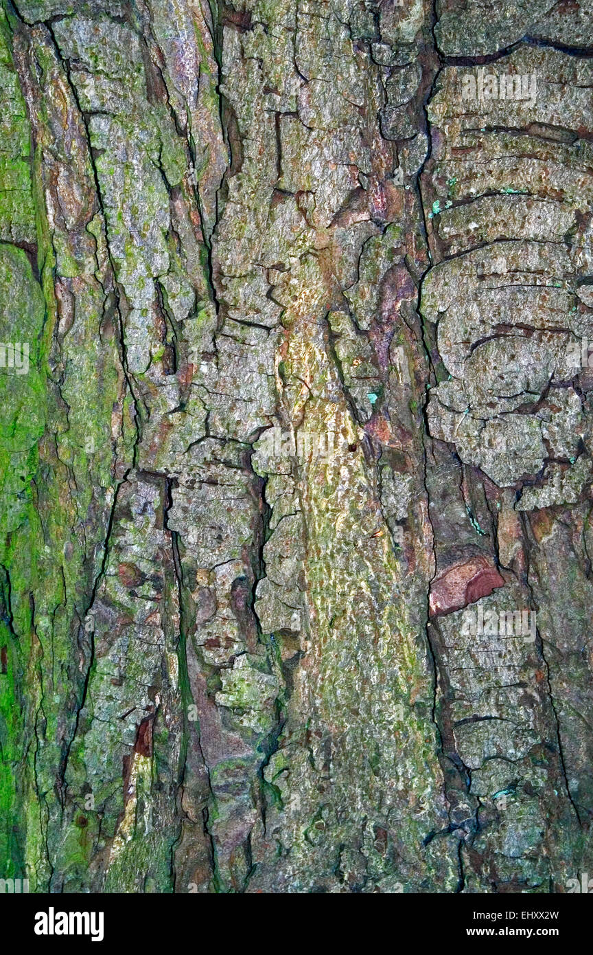 Horse chestnut / conker tree (Aesculus hippocastanum) close up of tree ...