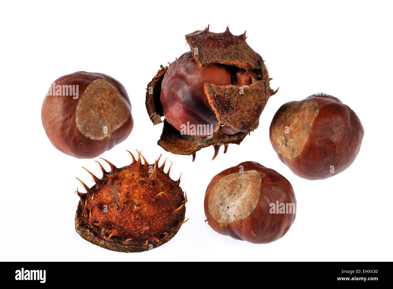 Conkers tree hi-res stock photography and images - Alamy