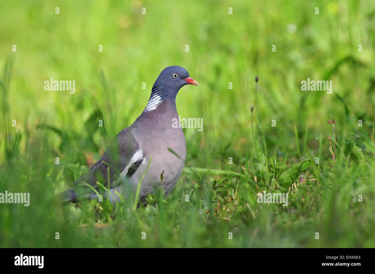 Common wood pigeon hi-res stock photography and images - Alamy