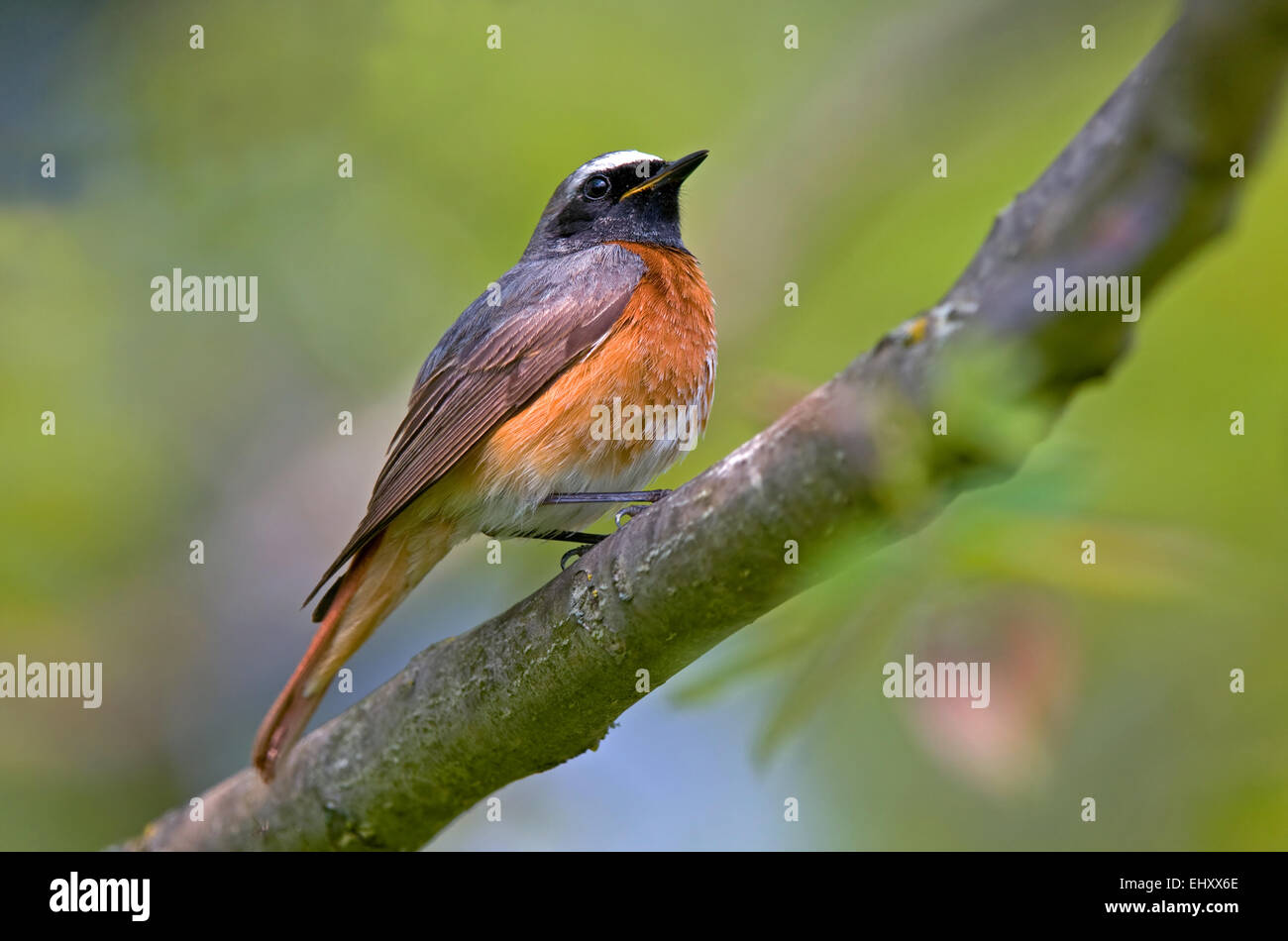 Redstart bird hi-res stock photography and images - Alamy