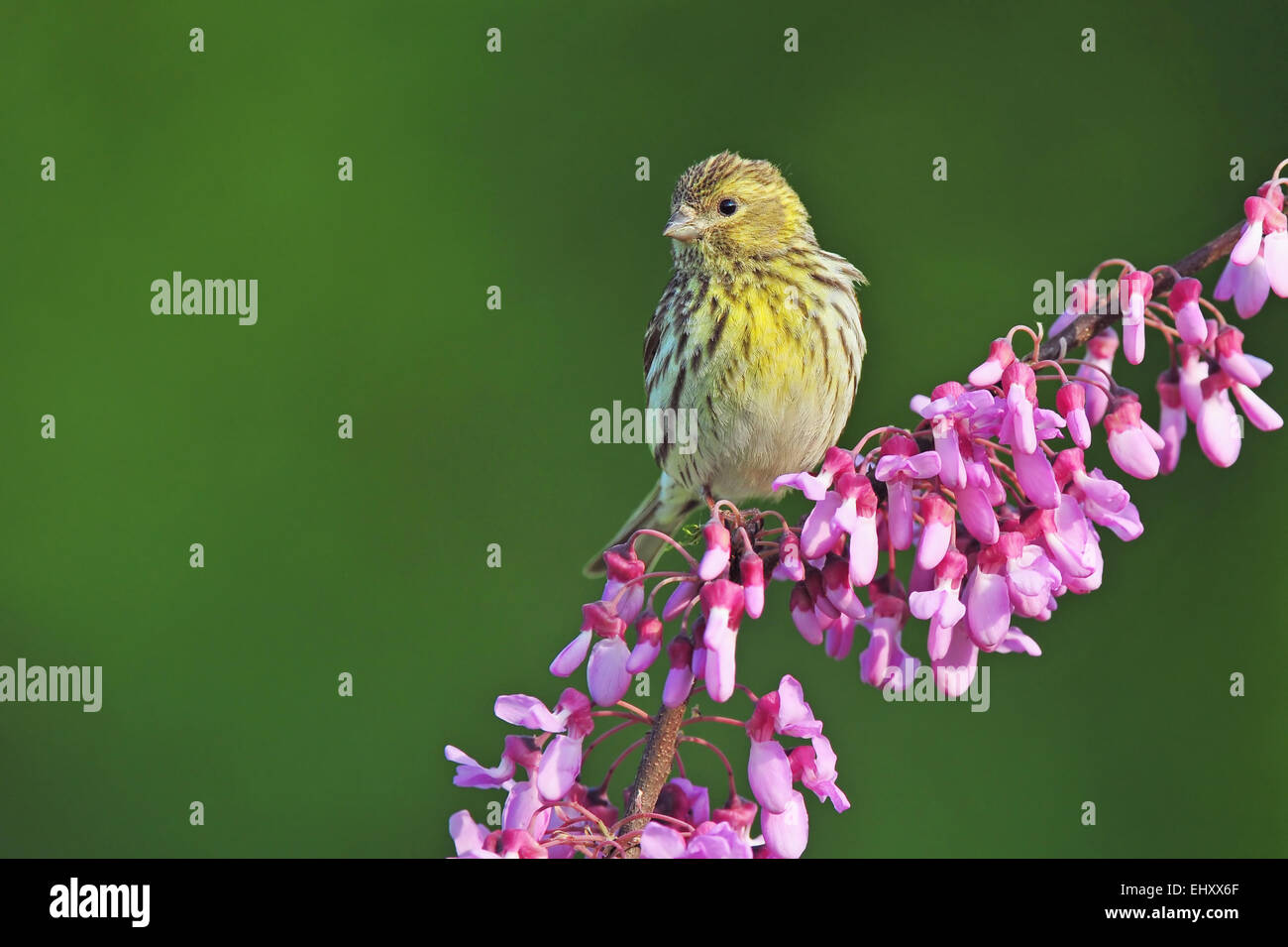 Serin garden hi-res stock photography and images - Alamy