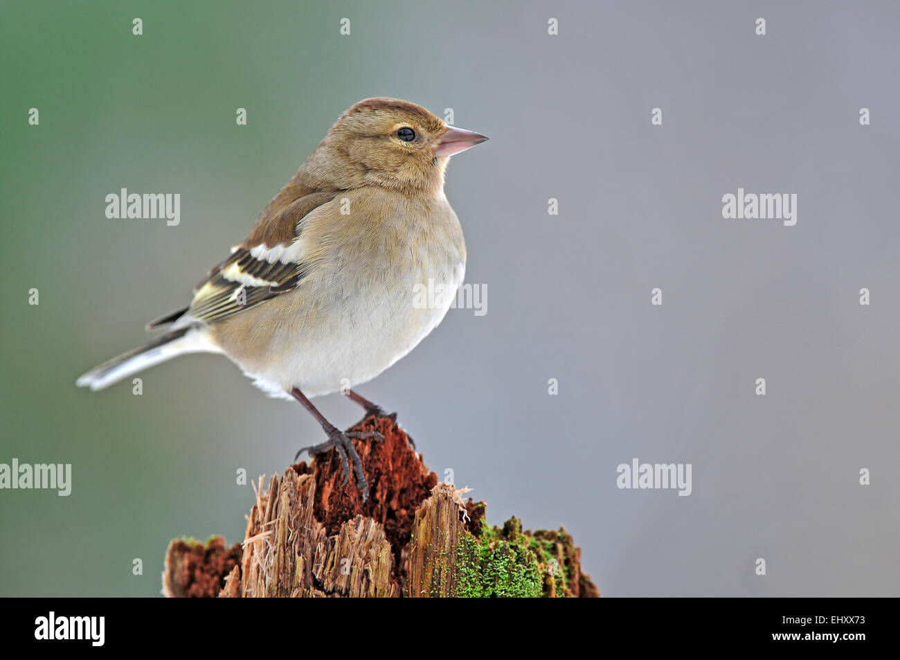 Common chaffinch hi-res stock photography and images - Alamy