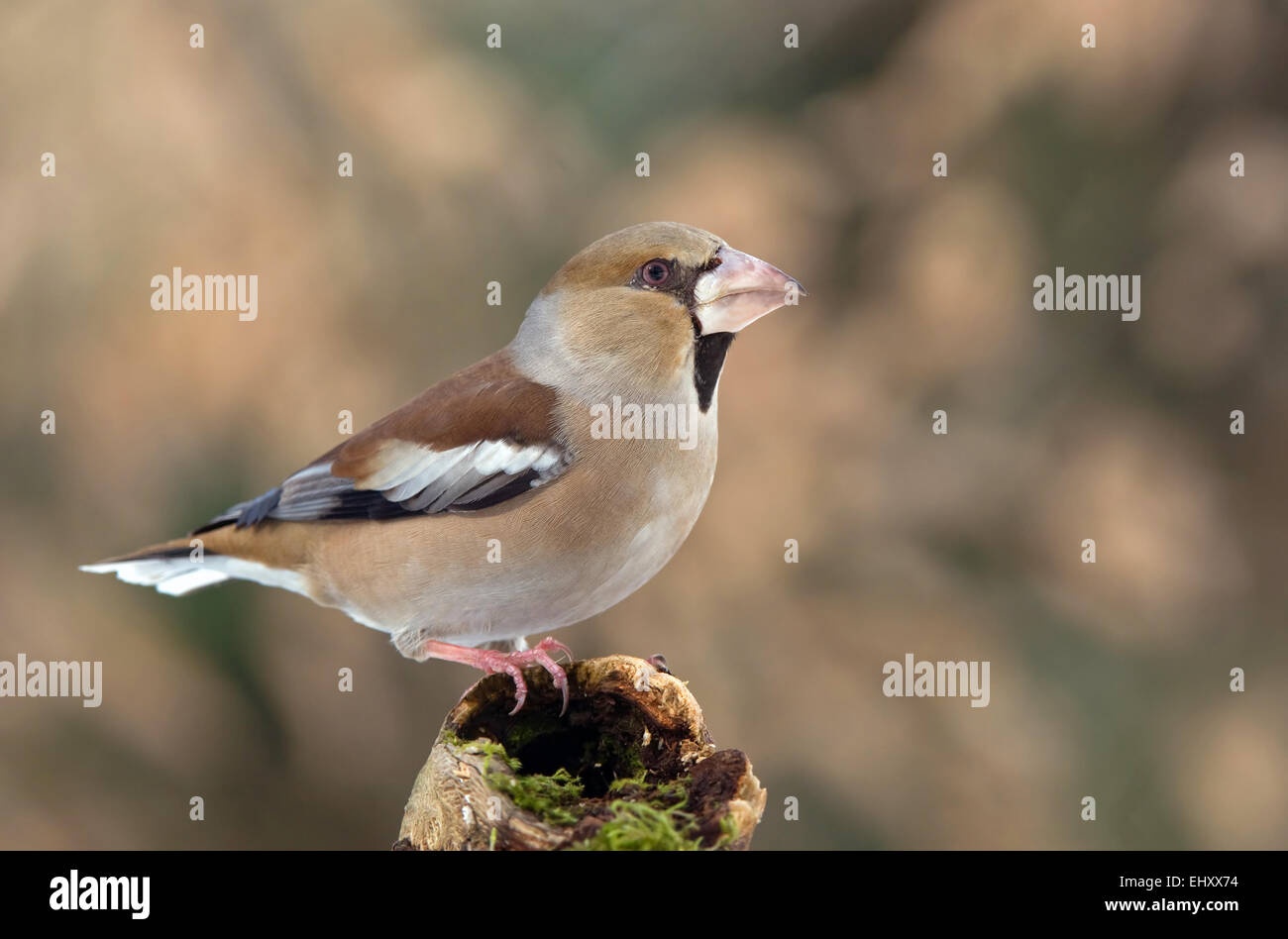 Hawfinch High Resolution Stock Photography and Images - Alamy