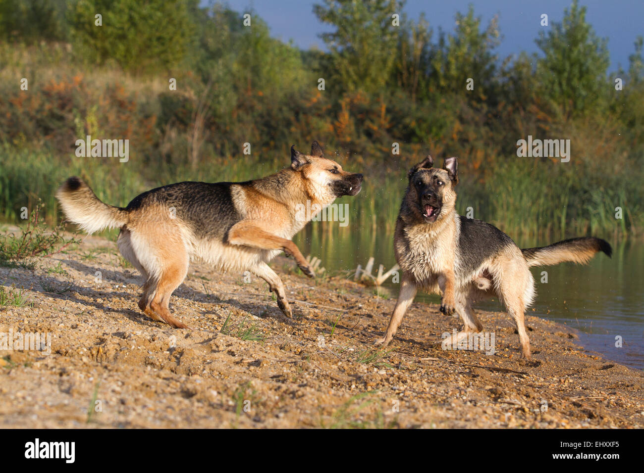 Mixed-breed dog German Shepherd x ? Two adults playing at the waters ...