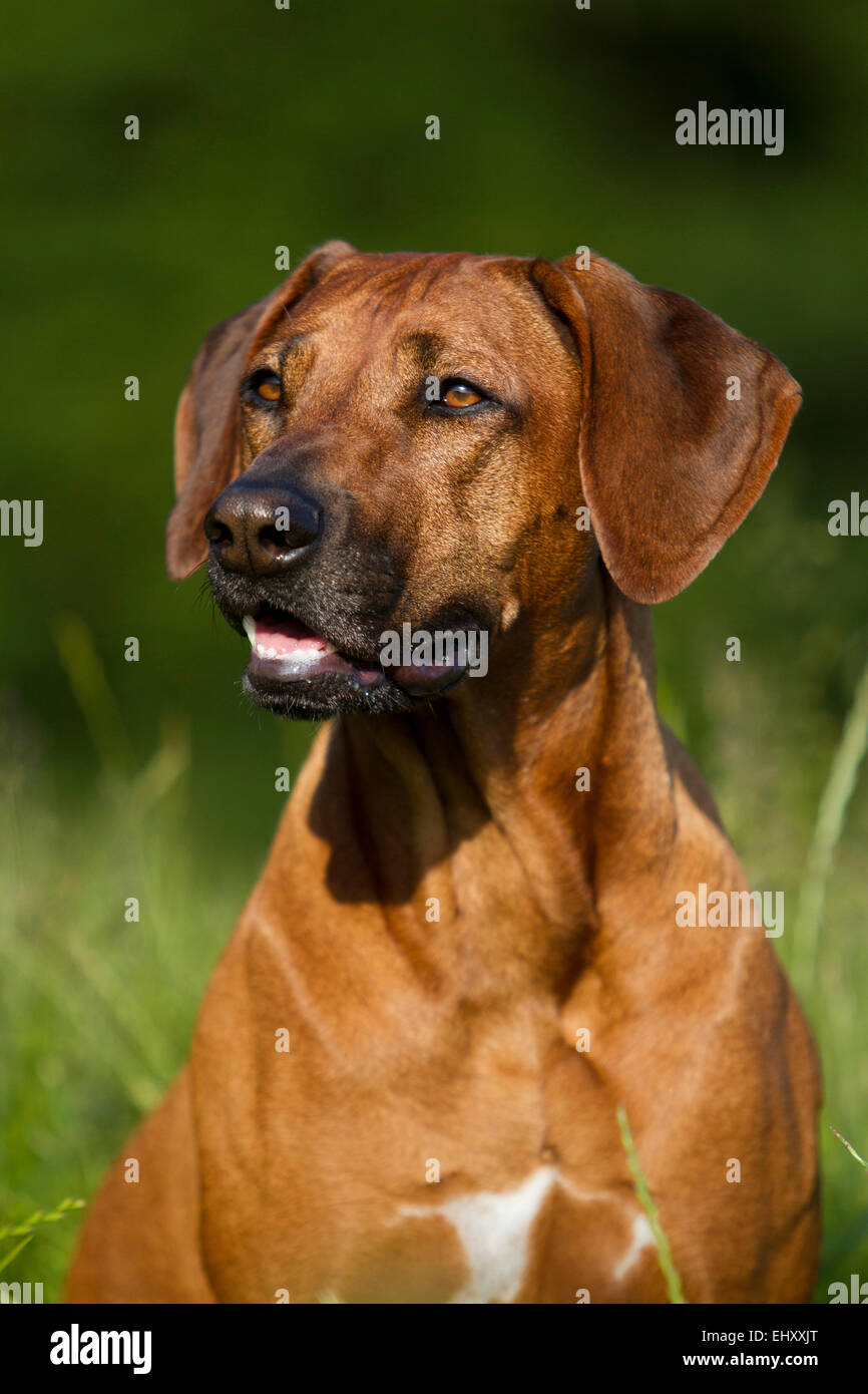 Rhodesian Ridgeback Portrait adult dog Germany Stock Photo - Alamy