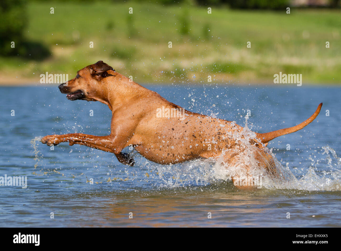 Rhodesian Ridgeback Adult dog running through water Germany Stock Photo ...