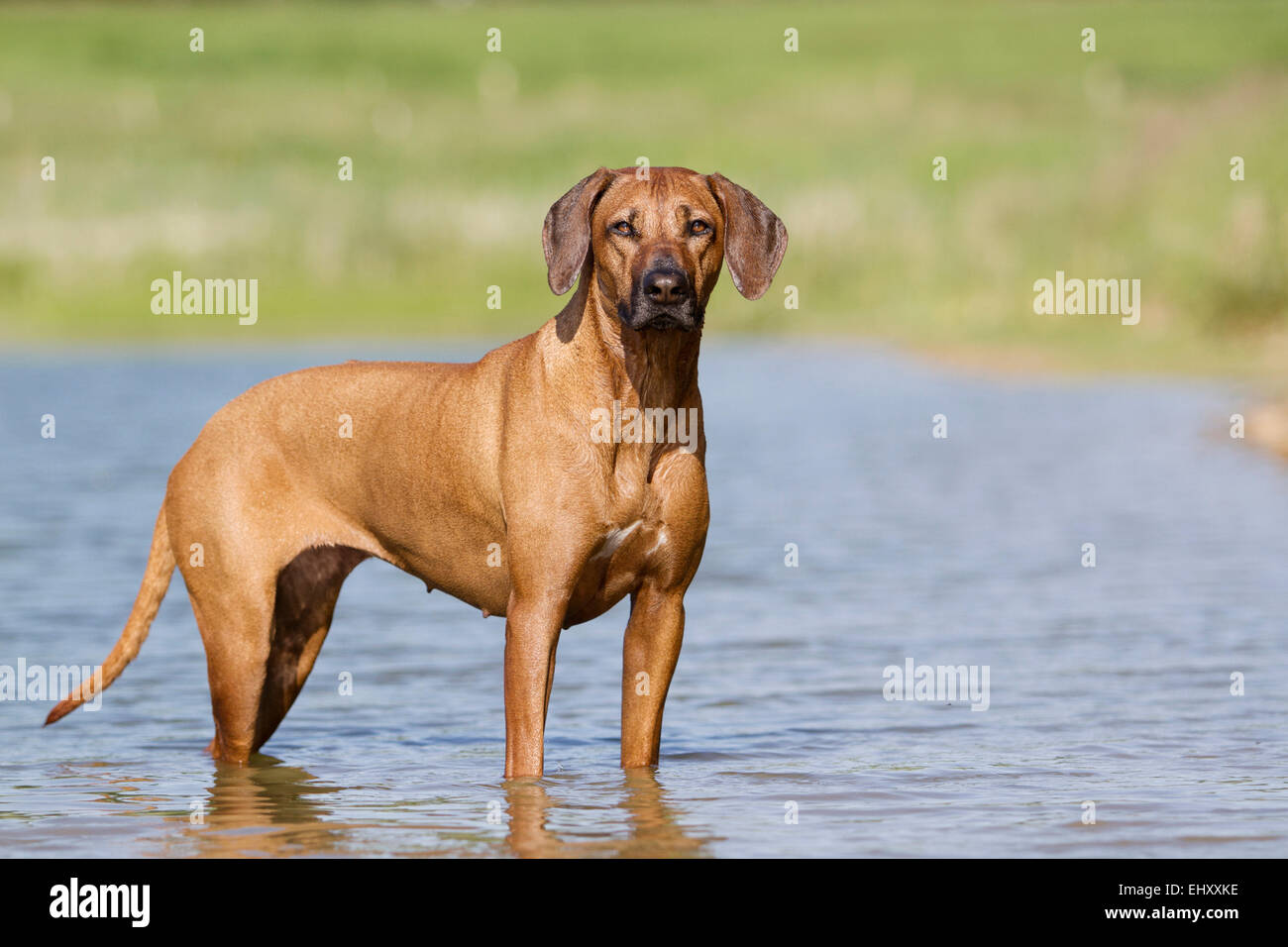 Rhodesian Ridgeback Adult dog standing water Germany Stock Photo - Alamy