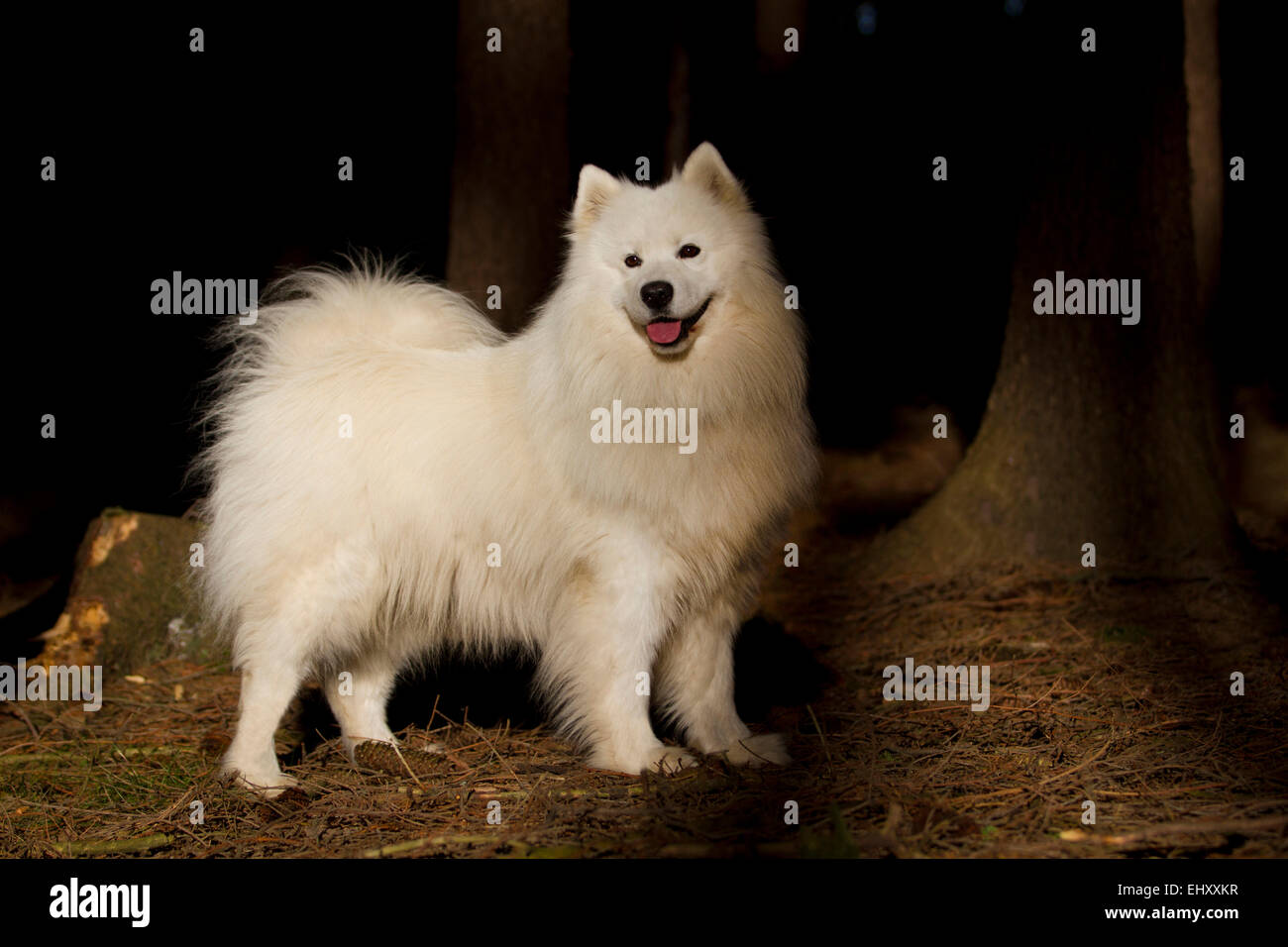 Samoyed adult dog standing hi-res stock photography and images - Alamy