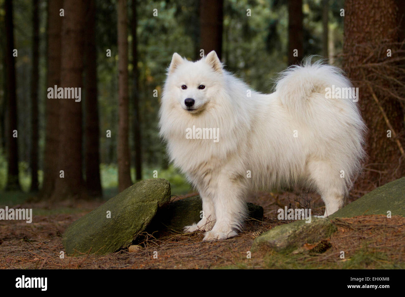 Samoyed Adult dog standing forest Germany Stock Photo - Alamy