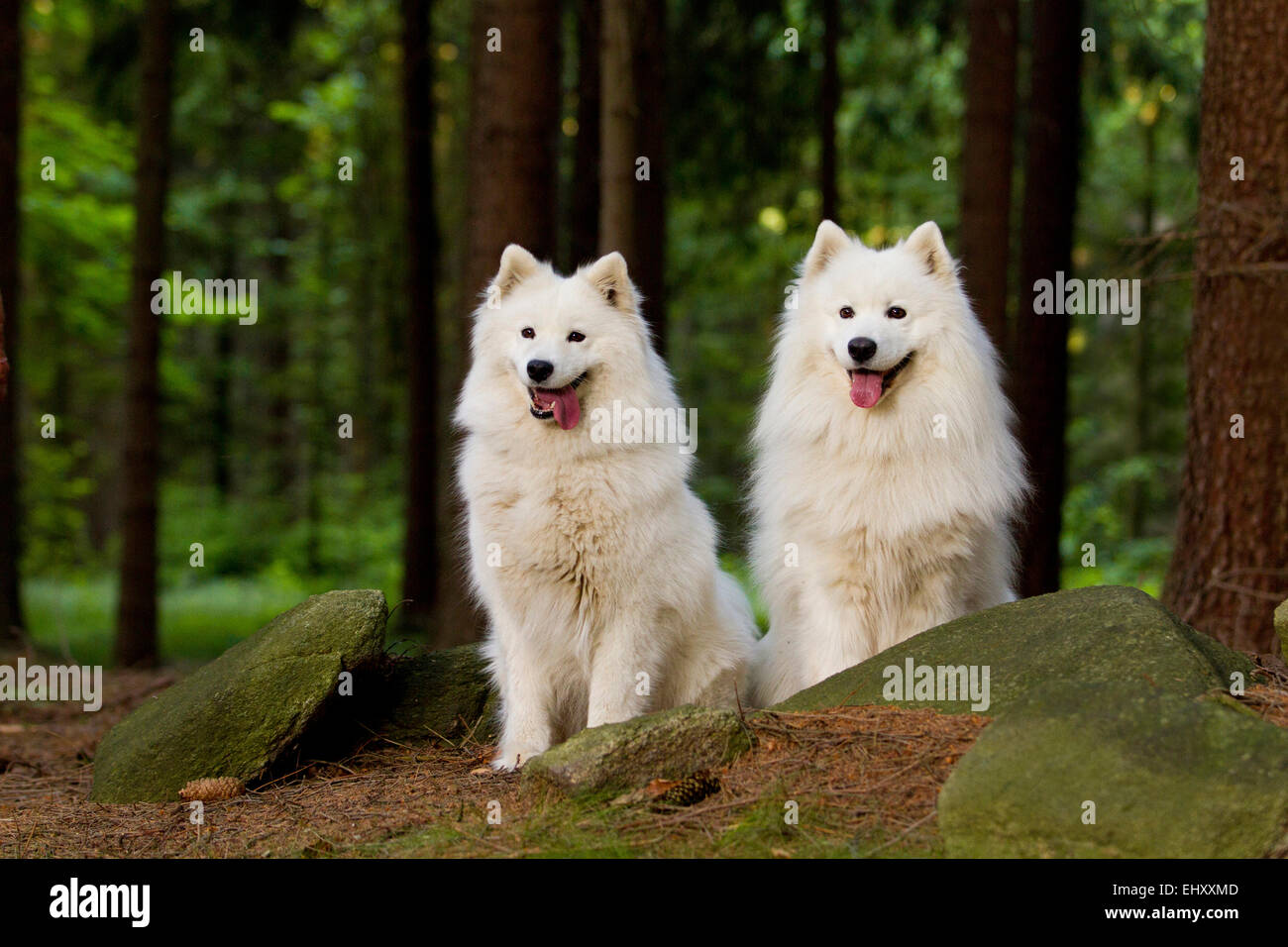 Samoyed Pair adult dogs sitting forest Germany Stock Photo - Alamy