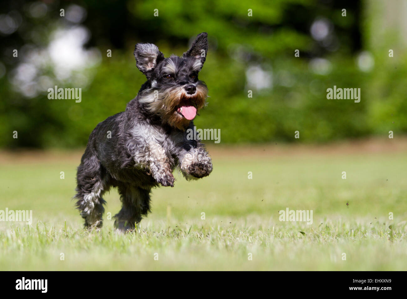 Miniature schnauzer dog running outside hi-res stock photography and ...