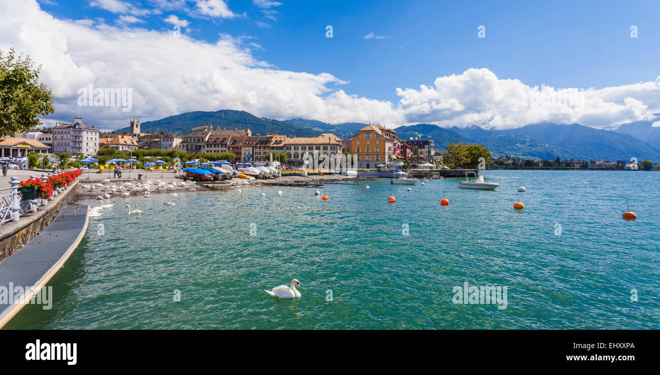 Switzerland, Vevey, Lake Geneva, townscape with swan Stock Photo - Alamy