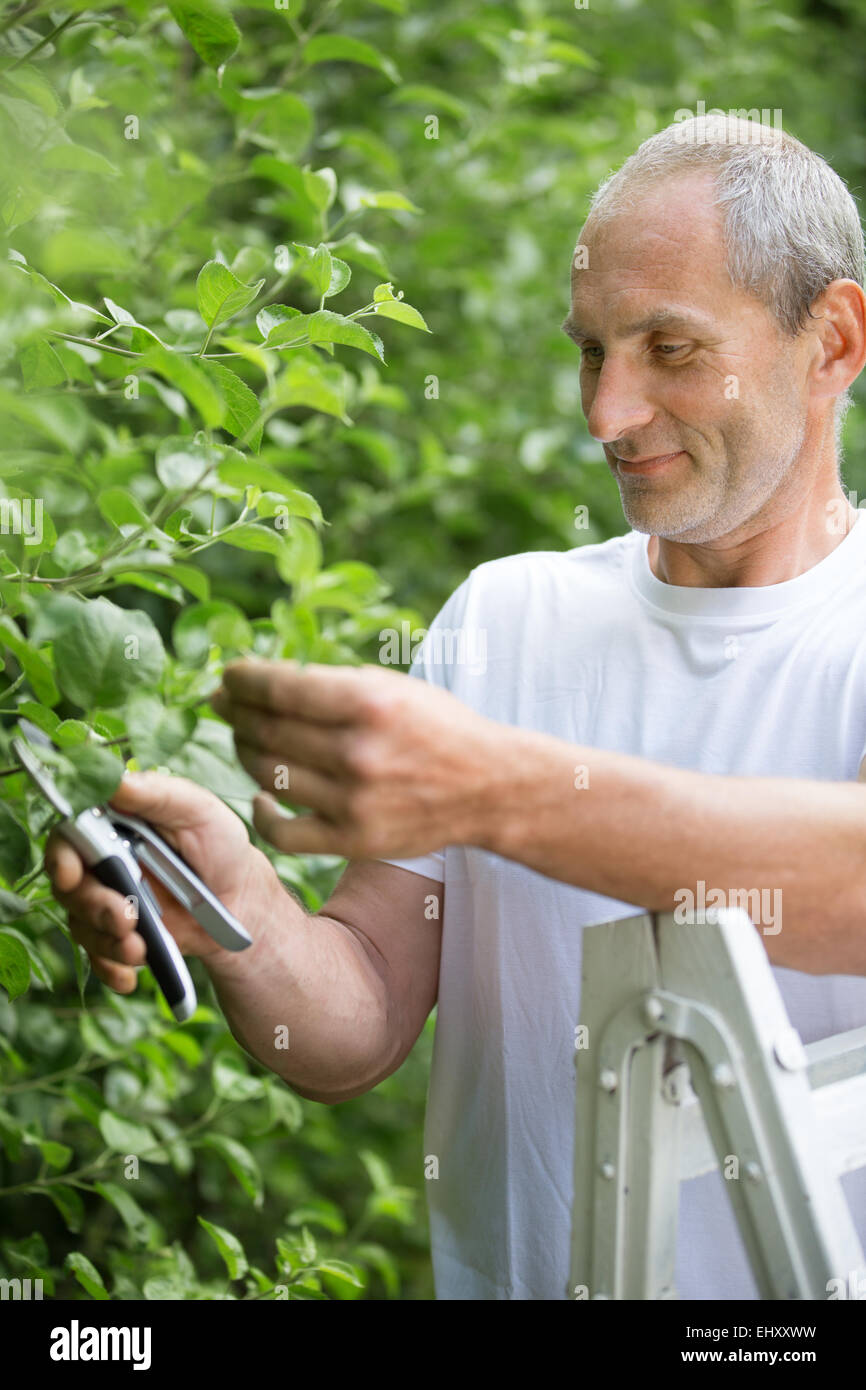 Man pruning plants with gardening clipper in the garden Stock Photo - Alamy