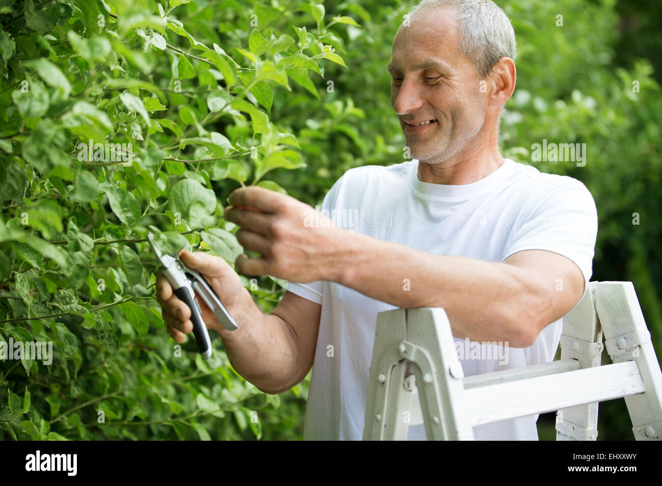 Man pruning plants with gardening clipper in the garden Stock Photo - Alamy