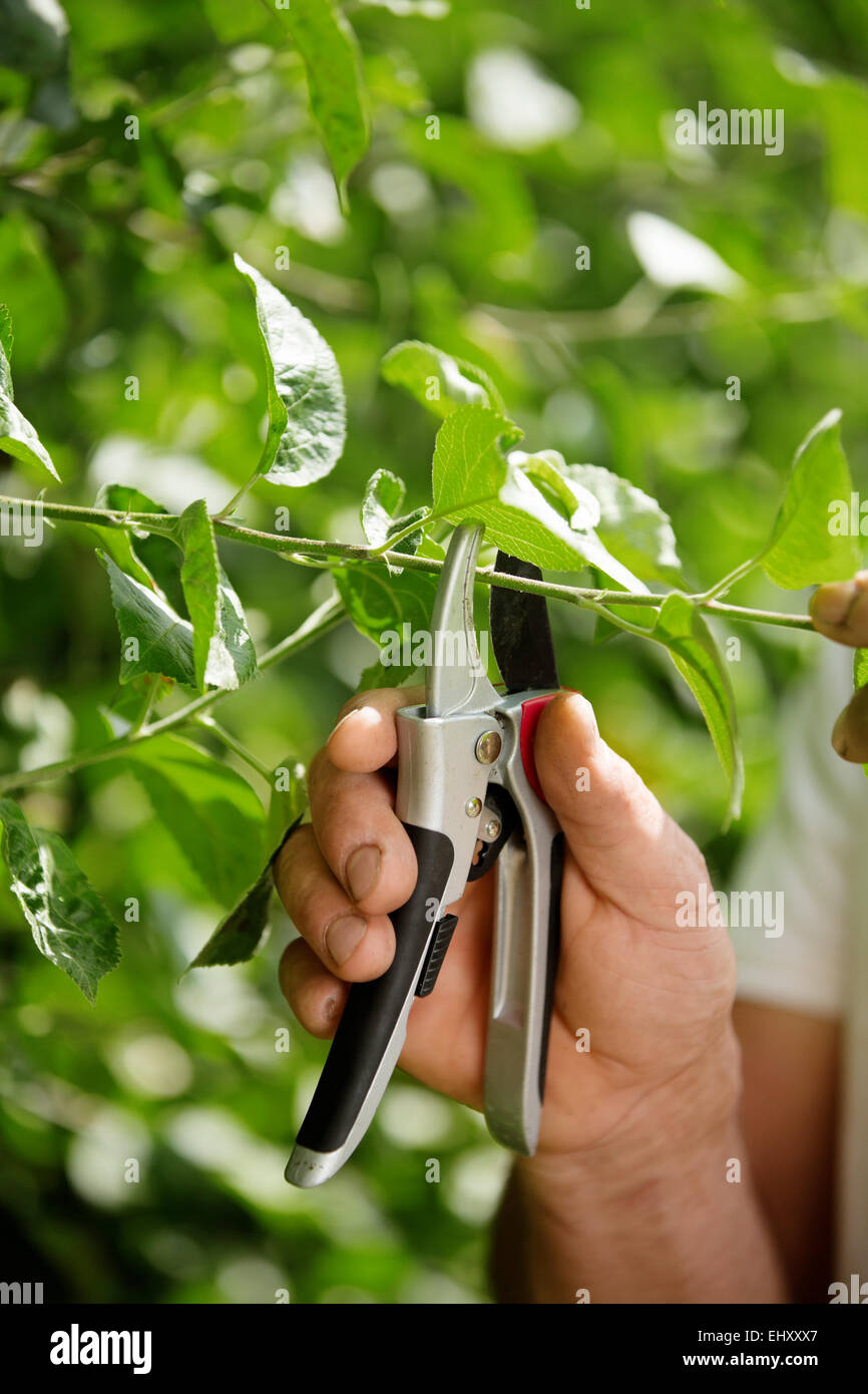 Man's hand pruning twig with gardening clipper Stock Photo - Alamy
