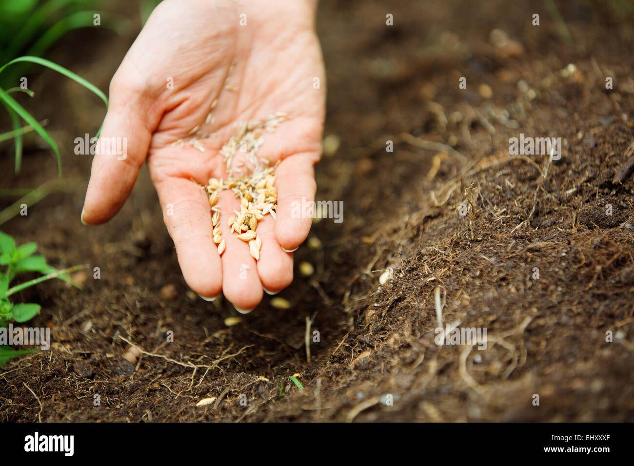 Womans hand planting seeds hi-res stock photography and images - Alamy