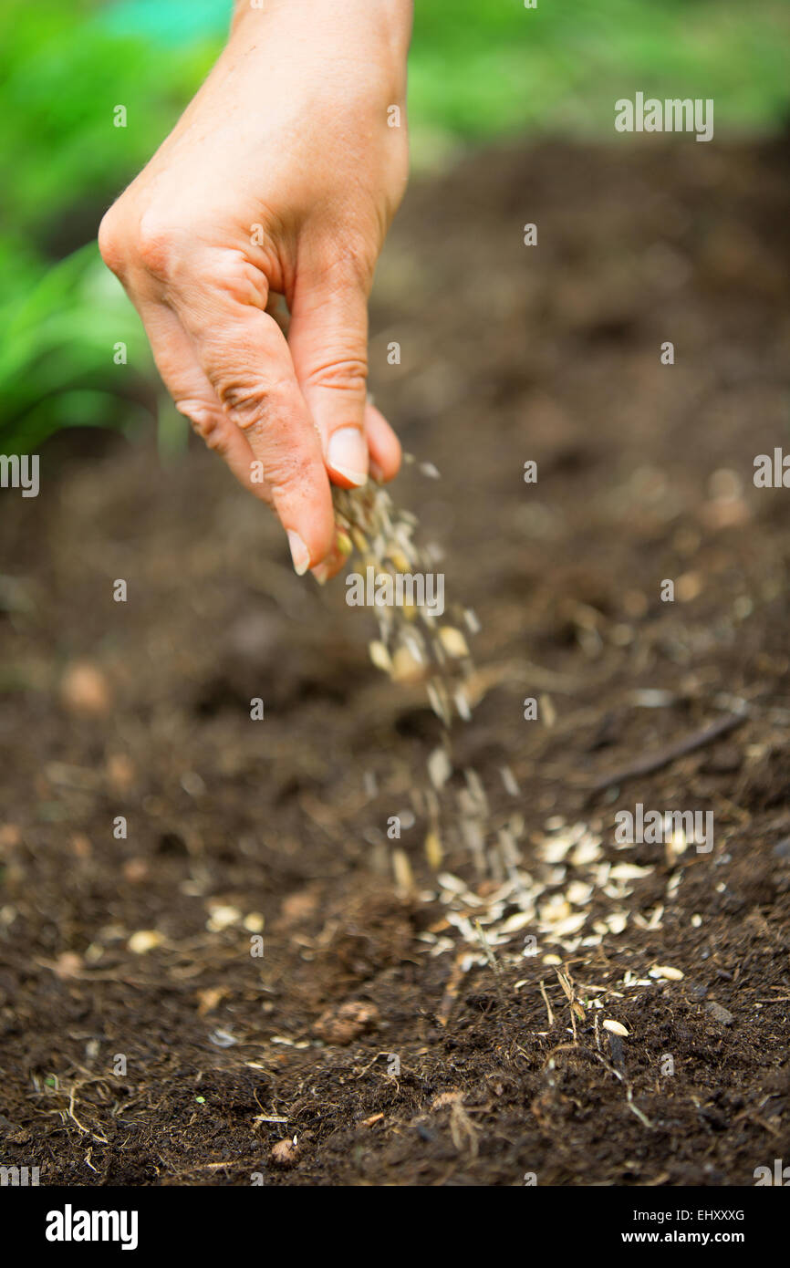Woman's hand sowing Stock Photo - Alamy