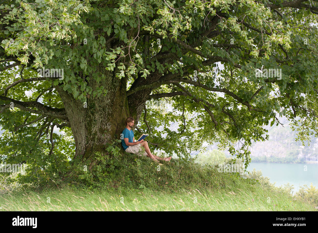 Man sitting under tree reading hi-res stock photography and images - Alamy