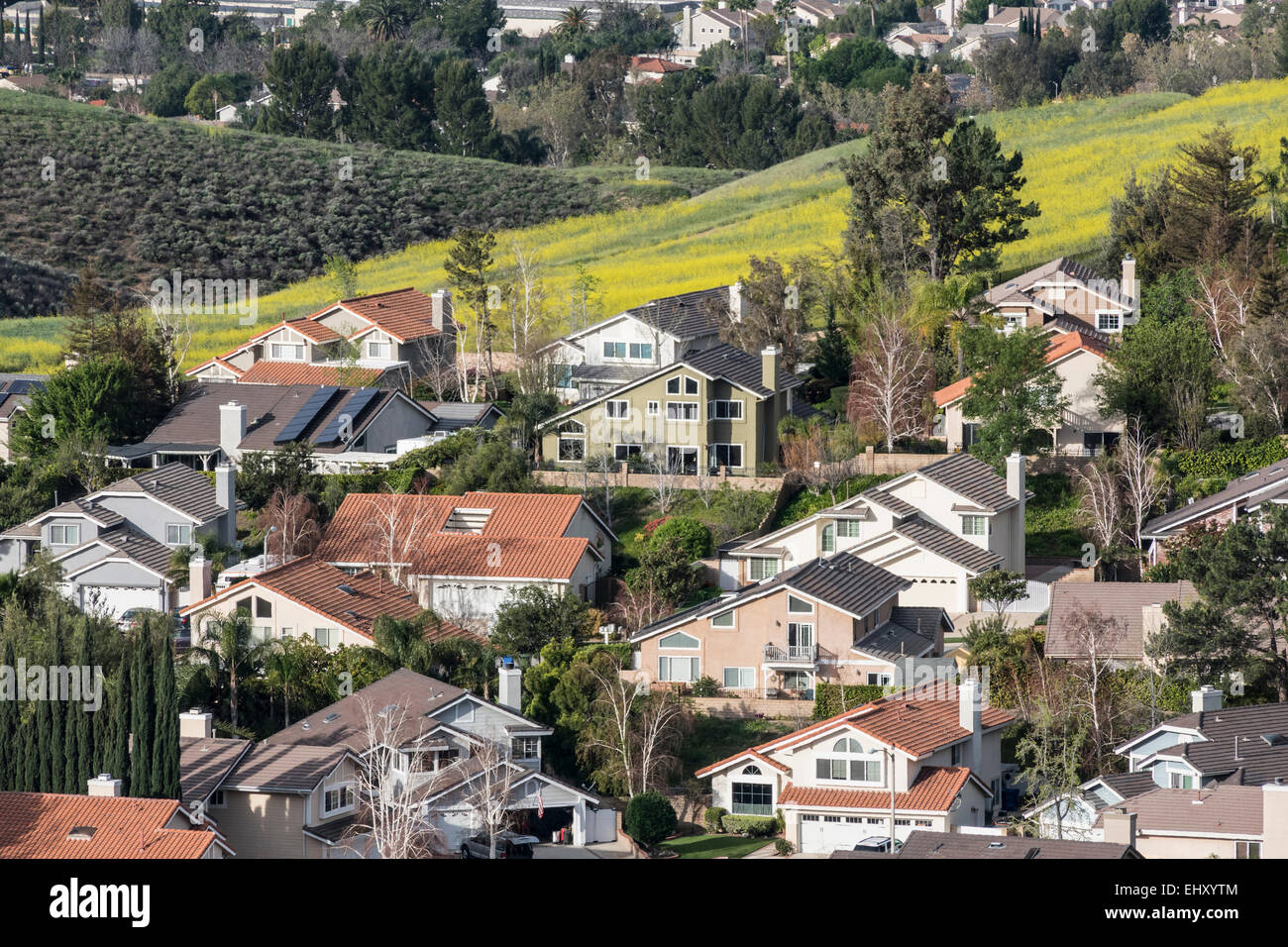 Suburban housing and spring flower fields near Los Angeles, California ...