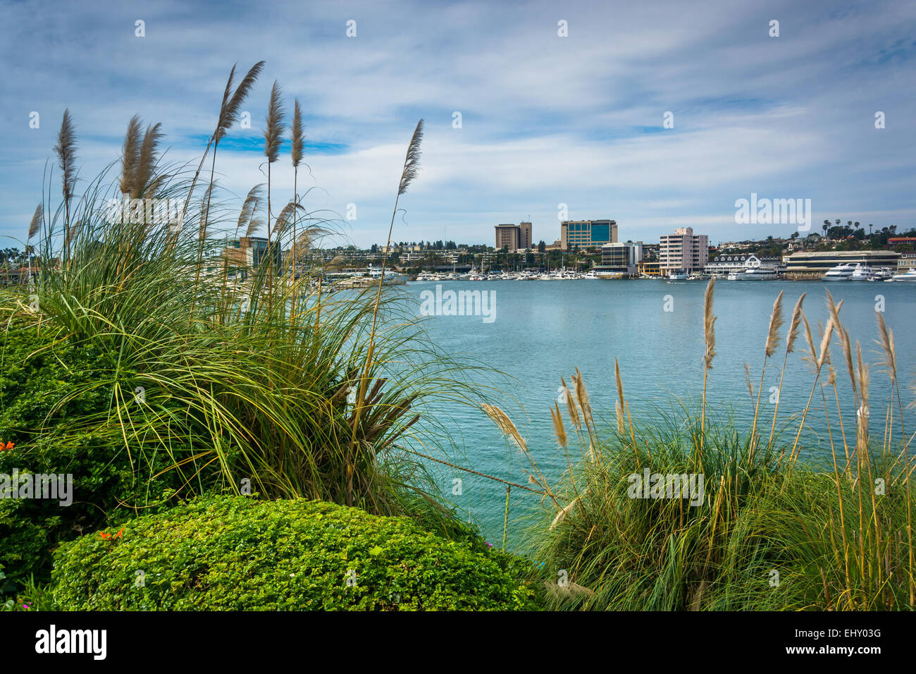 Tall grasses and view of the harbor, seen from Lido Isle, in Newport ...