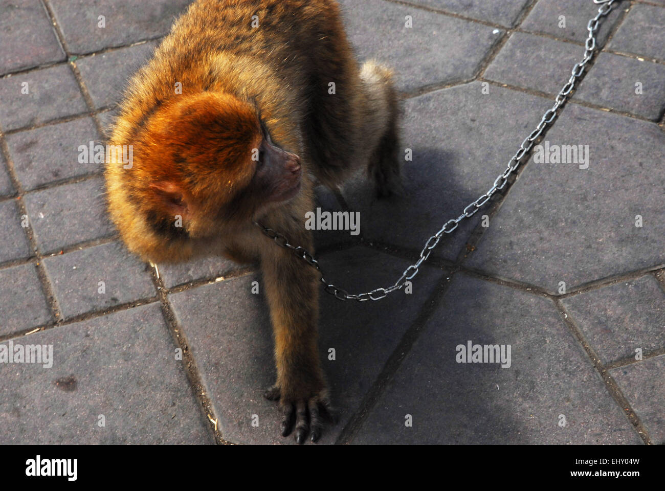 chained monkey marrakesh Stock Photo - Alamy chained monkey marrakesh Stock Photo - Alamy