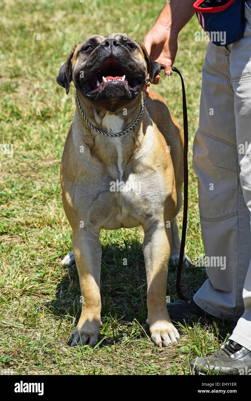 Bull mastiff rear view hi-res stock photography and images - Alamy