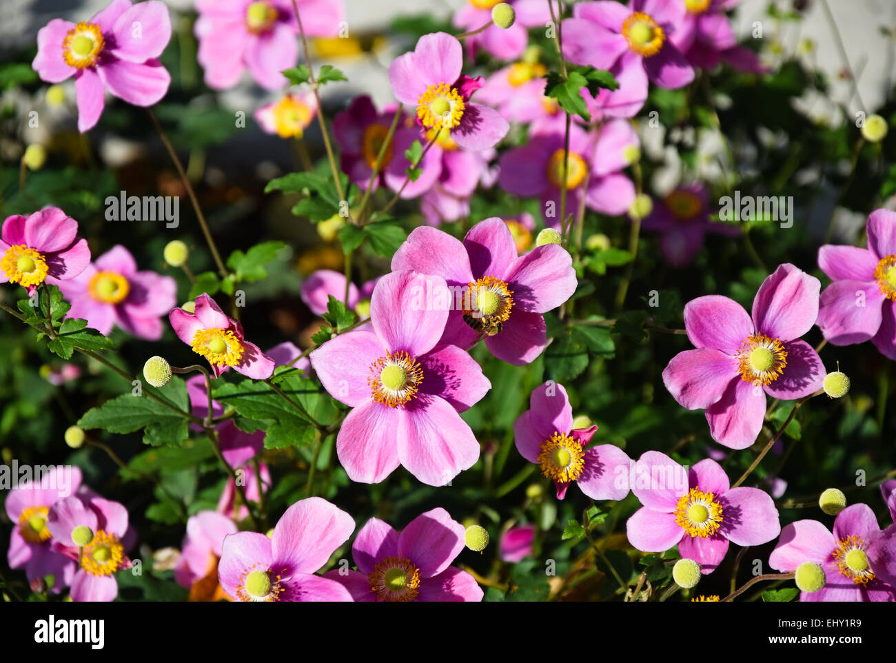 Purple group hi-res stock photography and images - Alamy